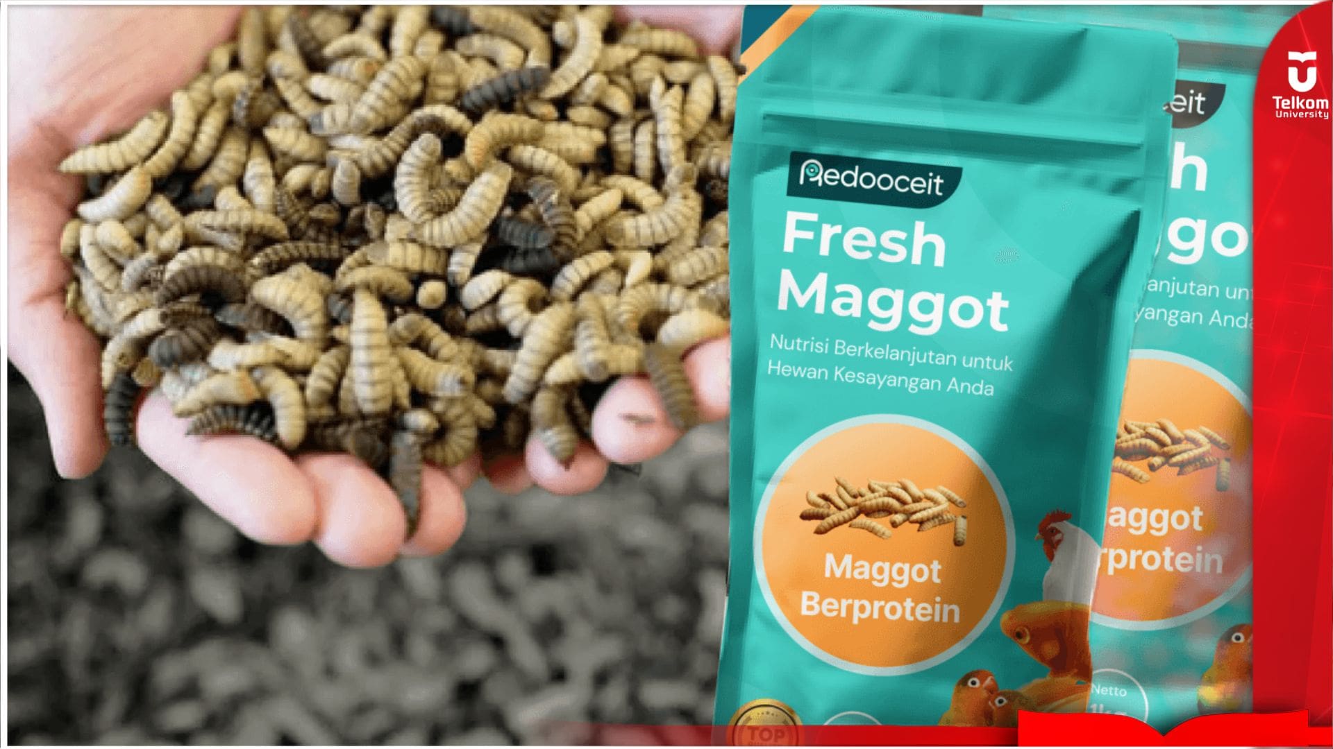 REDOOCEIT: Kelola Pengolahan Sampah Organik Menggunakan Maggot Secara Digital - Telkom University