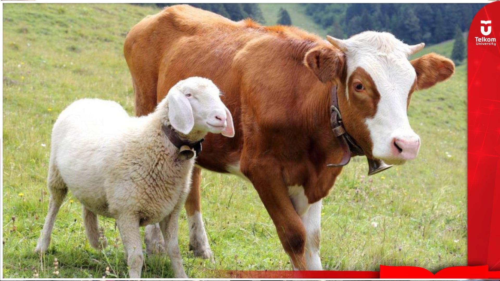 Tips Memilih Hewan Kurban Sesuai Syariat Islam - Telkom University